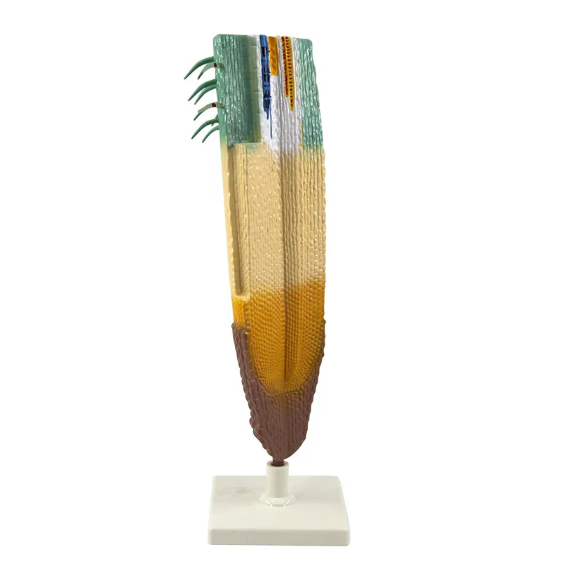 Plant Root System Anatomical Model Root Profile Models Cognize Root ...