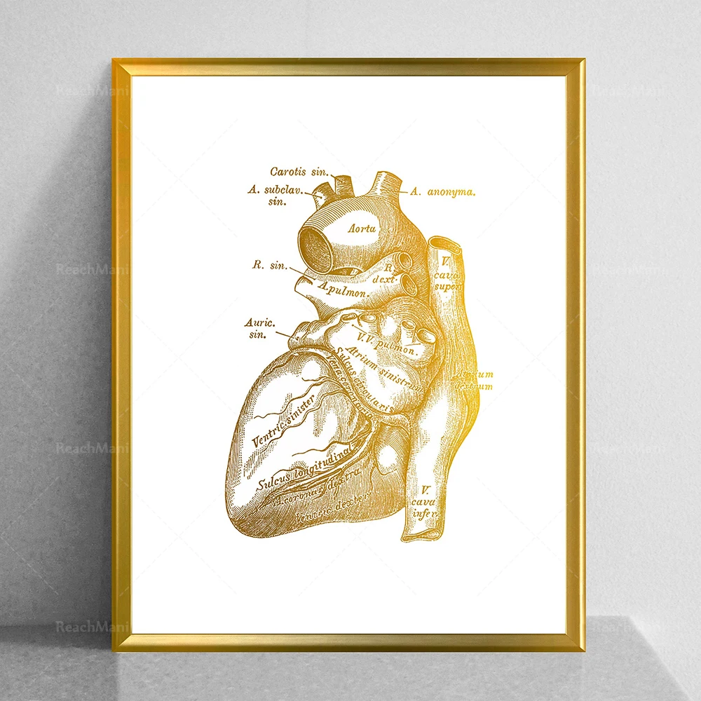 Vintage Heart Medical Illustration