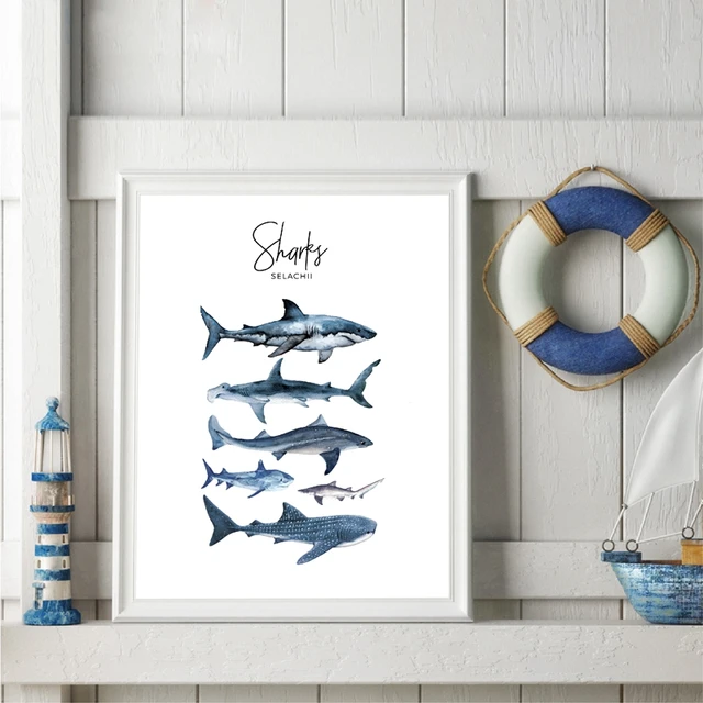 Shark Species Poster