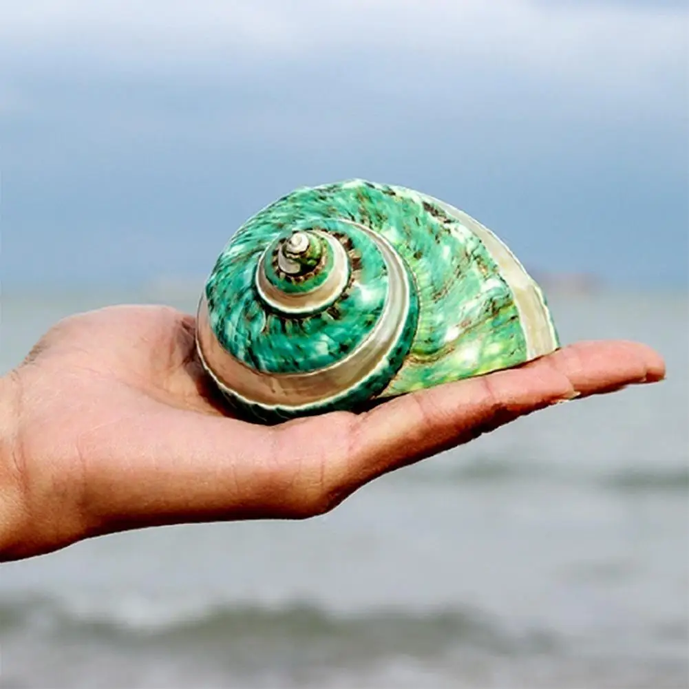 Sea Snail Shell