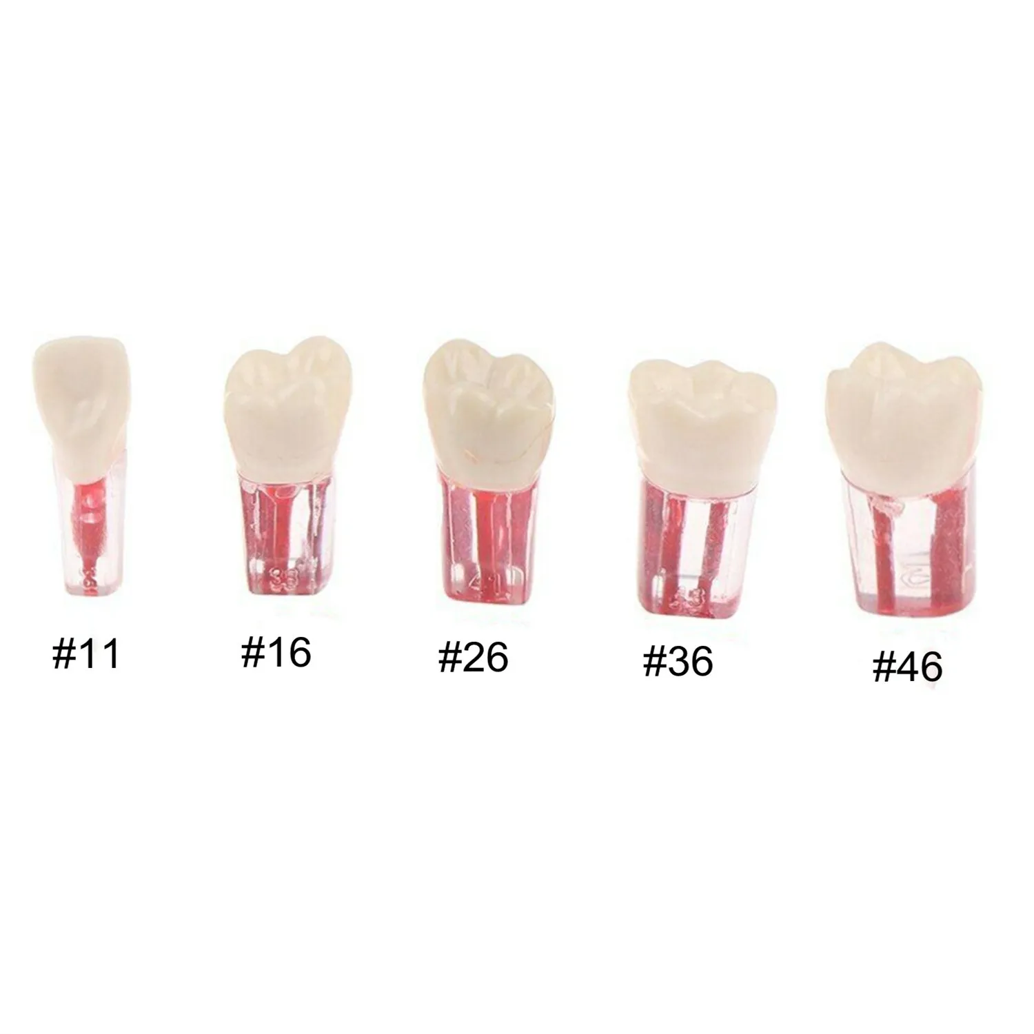 5pcs-Lot-Dental-Teaching-Model-Study-Practice-Endo-Root-Canal-Files ...