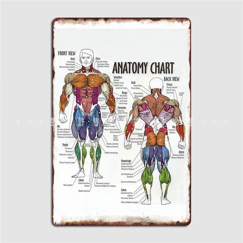 Anatomy-Chart-Muscle-Diagram-Poster-Metal-Plaque-Plates-Garage-Club ...