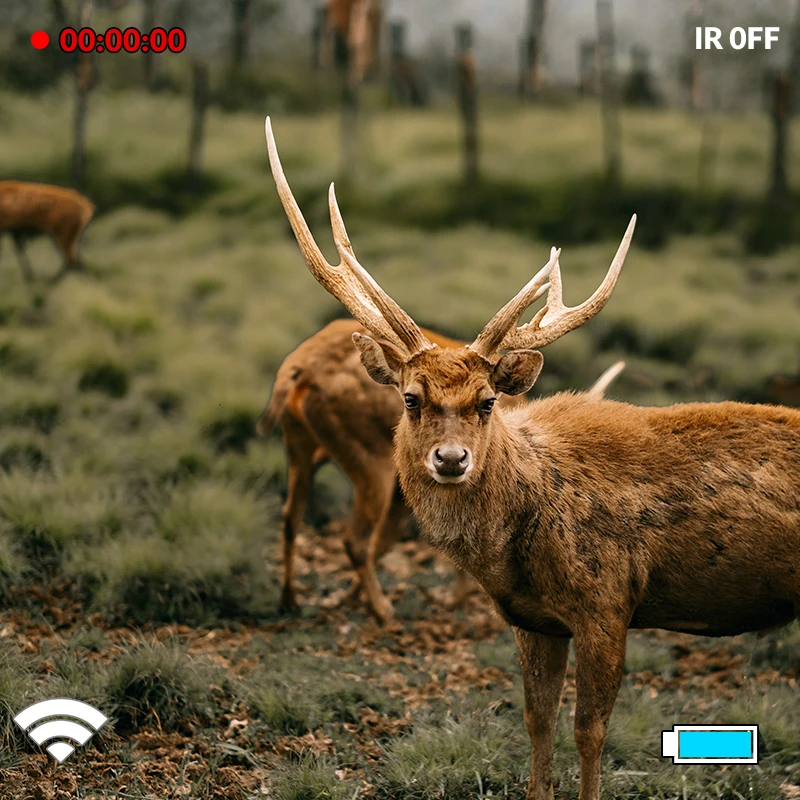 Night Vision Sight Archives - BBgunscopes