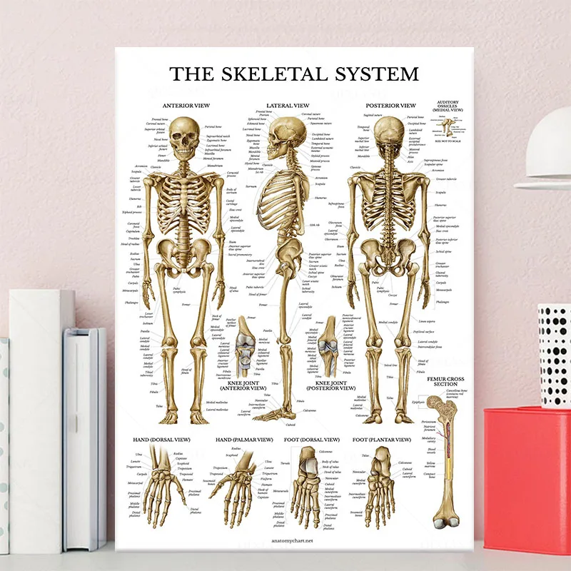 Skeletal System Chart