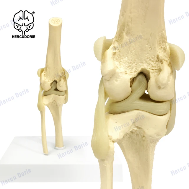 Anatomía De La Rodilla Del Perro