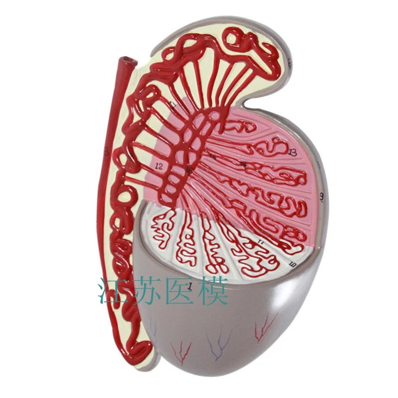 Testis Anatomy Model