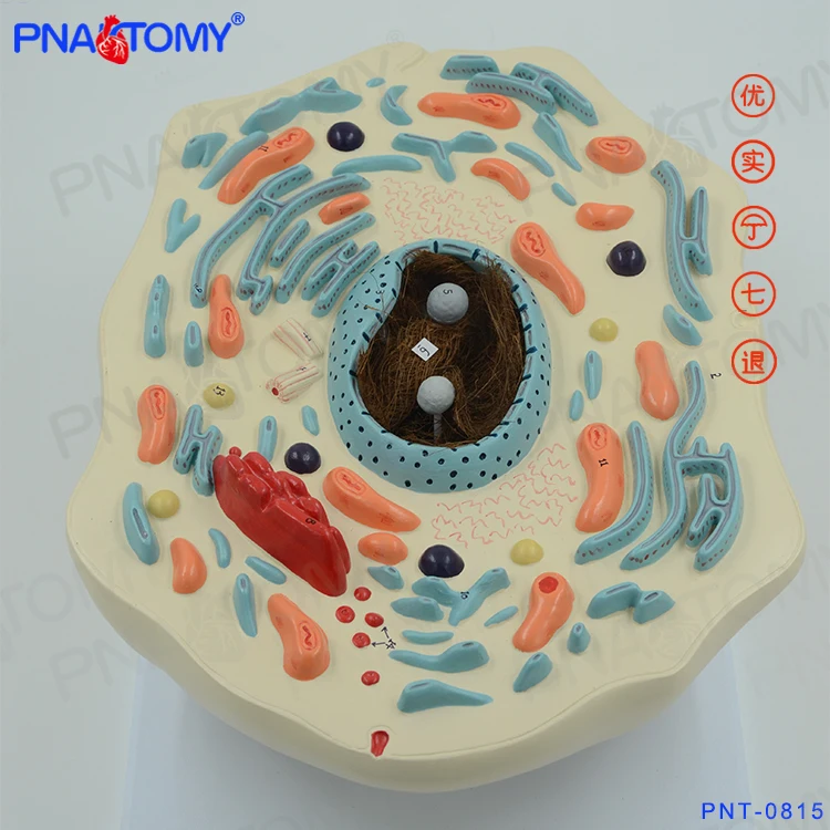 Animal Cell Structure