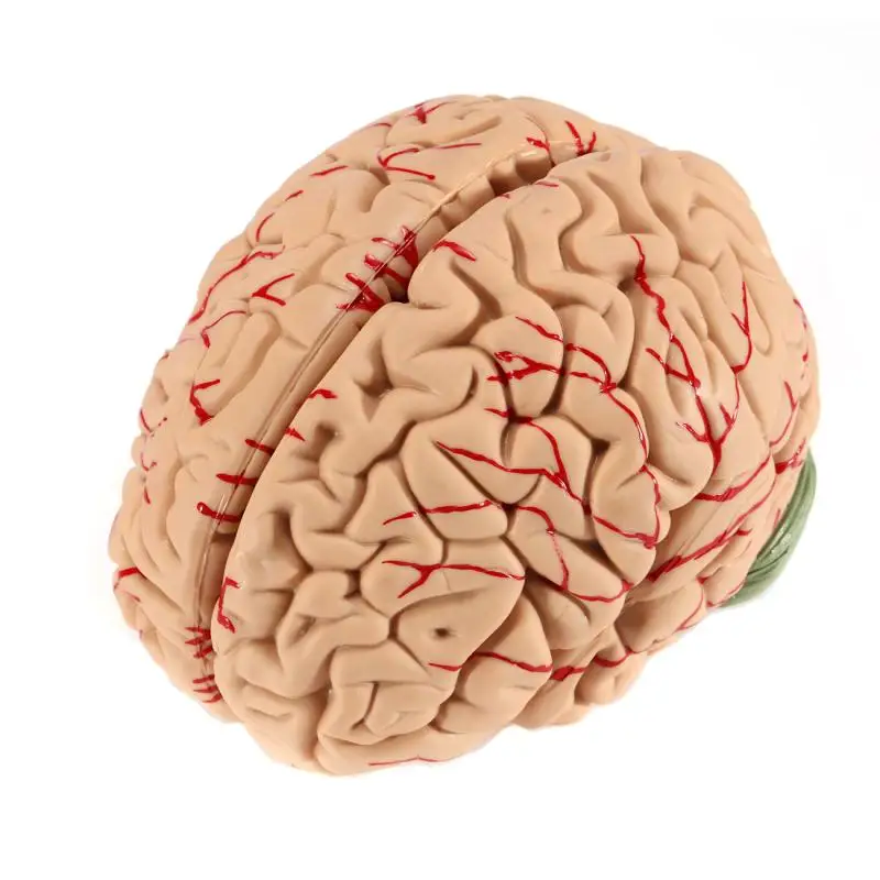 Human-Brain-Model-Anatomically-Accurate-Brain-Model-Human-Brain-Anatomy ...