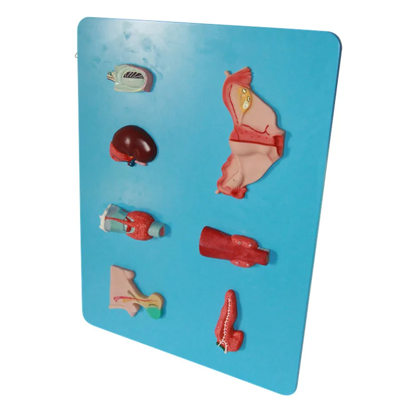 Endocrine System Model Labeled