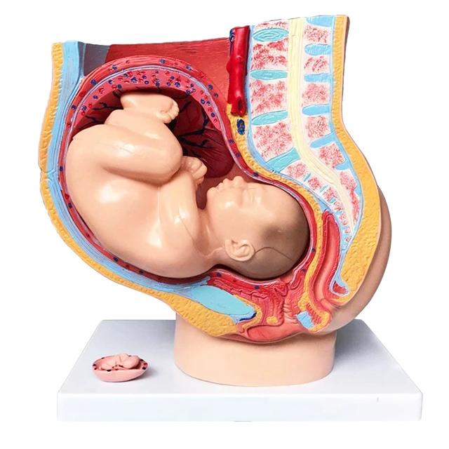 Human Pregnant Female Anatomy