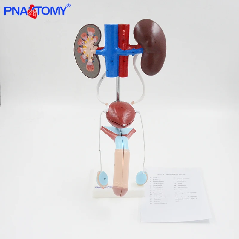 Male Urinary System Model Labeled