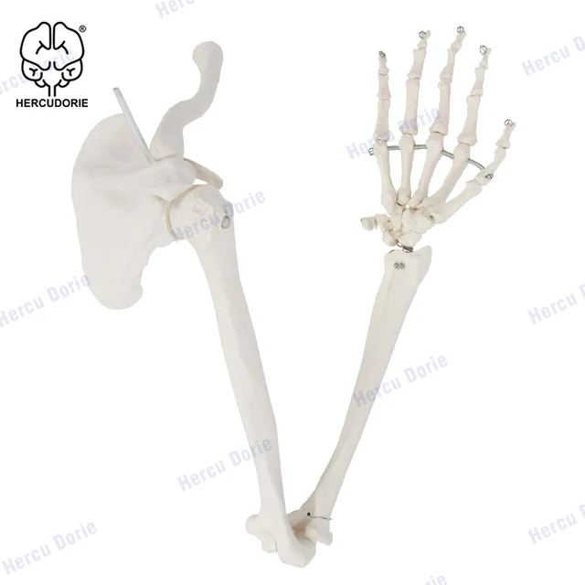 Skeleton Arm Anatomy