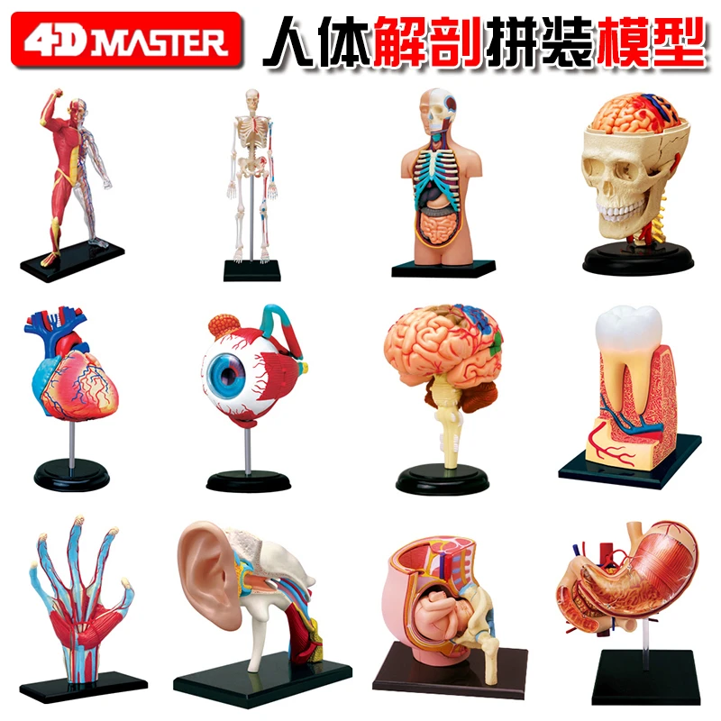 4D-Master-Assemble-Blocks-Human-Body-Skeleton-Anatomy-Skull-Brain-Heart ...