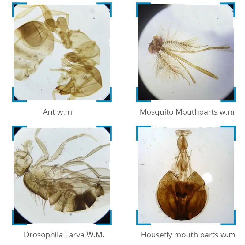 Mosquito Mouthparts Microscope