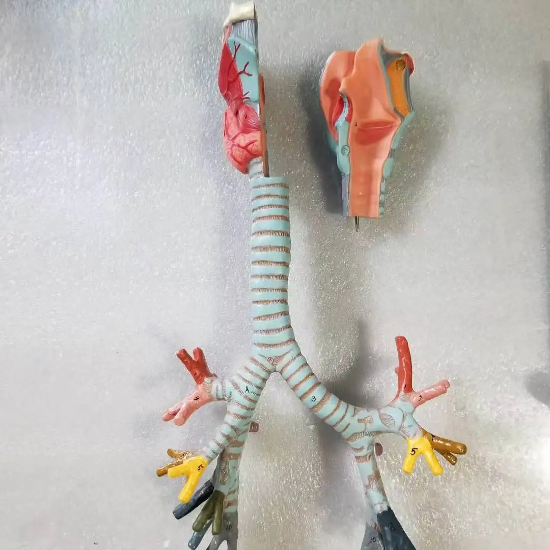 Trachea Model