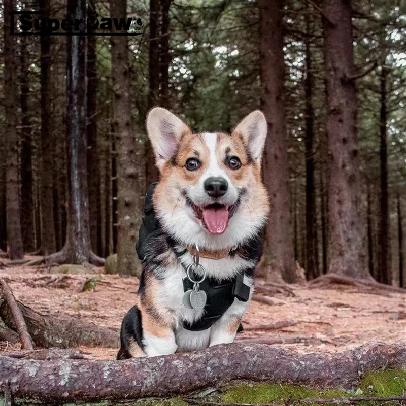 French Bulldog Corgi Mix