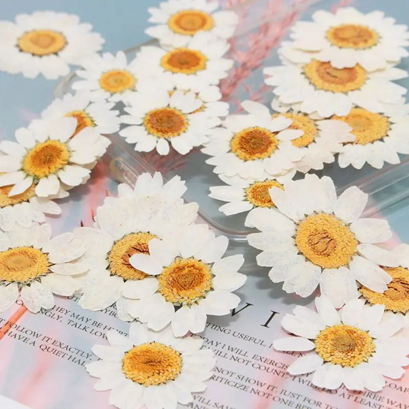 100Pcs-Real-Natural-Dried-Pressed-Flowers-White-Daisy-Pressed-Flower ...
