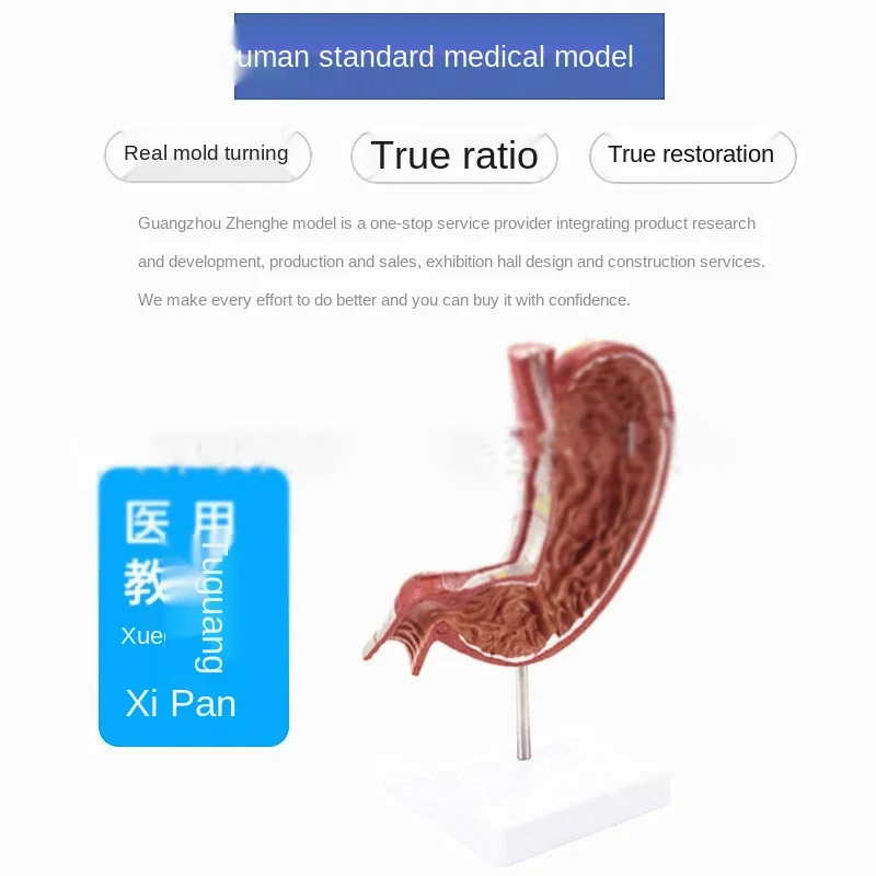 How To Make A Stomach Model