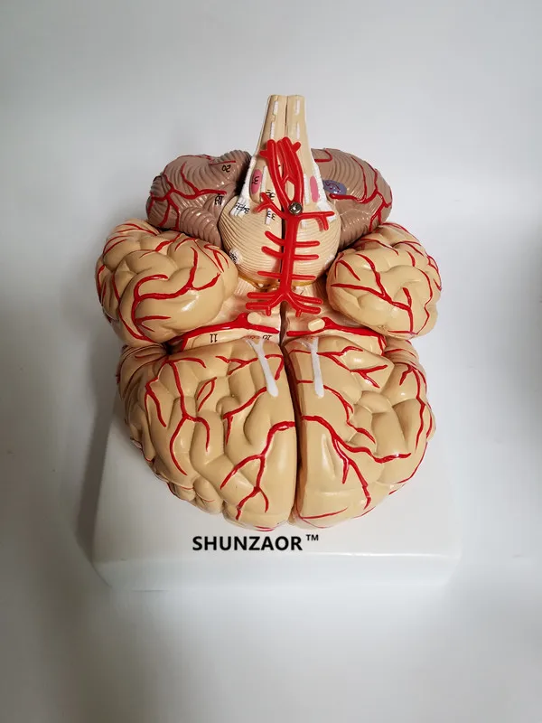 Brain-model-8-component-decomposing-brain-anatomical-model-cerebellum ...