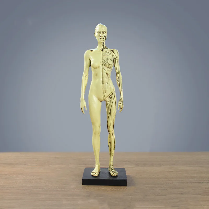 Woman Human 3d Model Reference