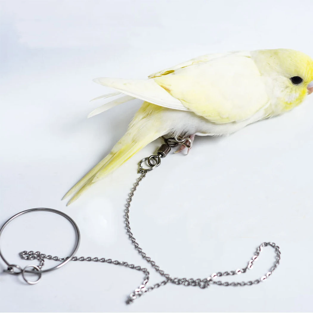 Bird Parrot Foot Chain Stainless Steel Ankle Foot Ring Stand Chain ...