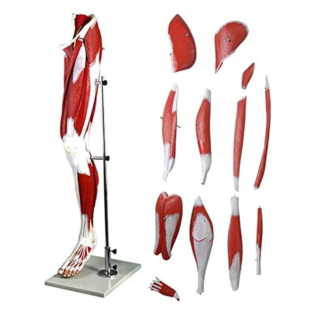 Human-Leg-Muscle-Model-Lower-Limb-Muscles-Anatomical-Model-Vascular-And ...
