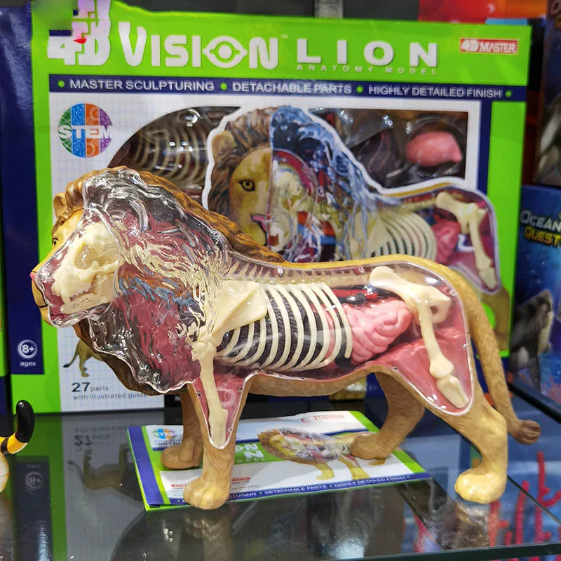 Leão 4d mestre besta animal selvagem órgãos internos anatomia modelo de ...