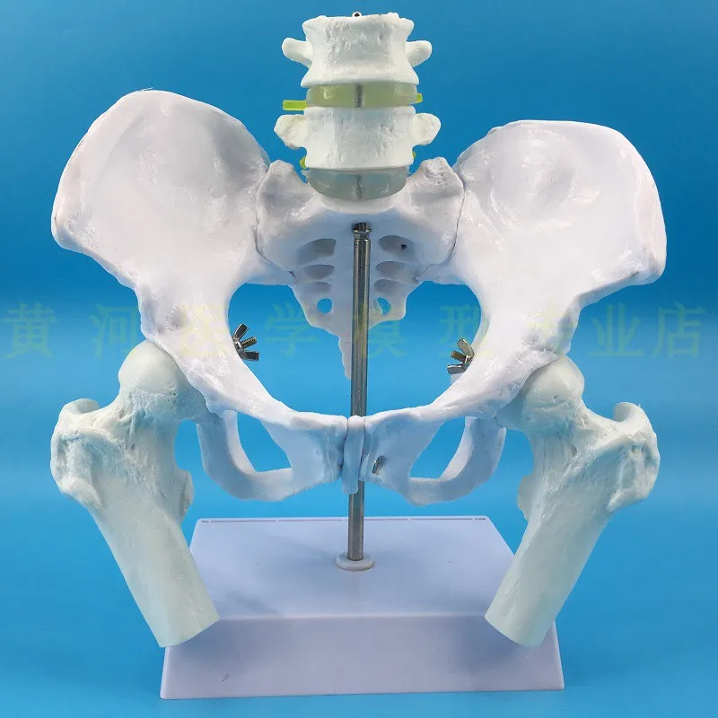 Female-pelvis-and-lumbar-spine-model-and-Femoral-spine-with-pelvic ...