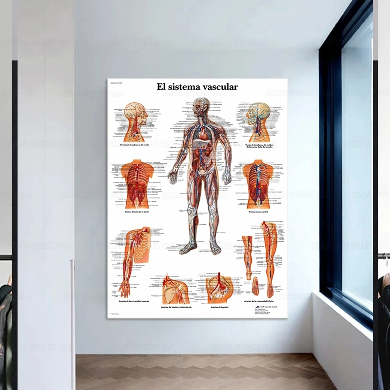 Life Size Human Body Poster