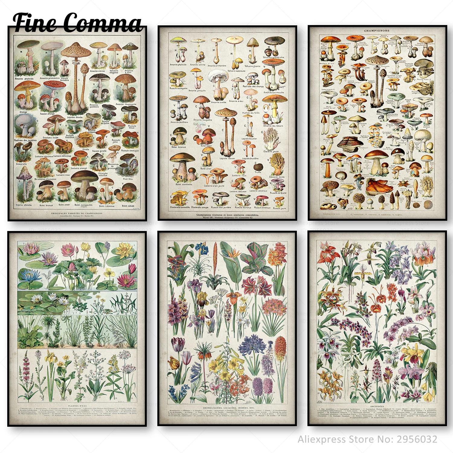 Botanical Educational Poster Mushrooms Champignons Identification ...