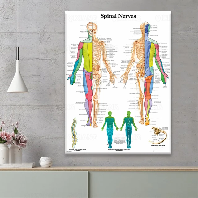 Spinal Nerves Anatomical Chart