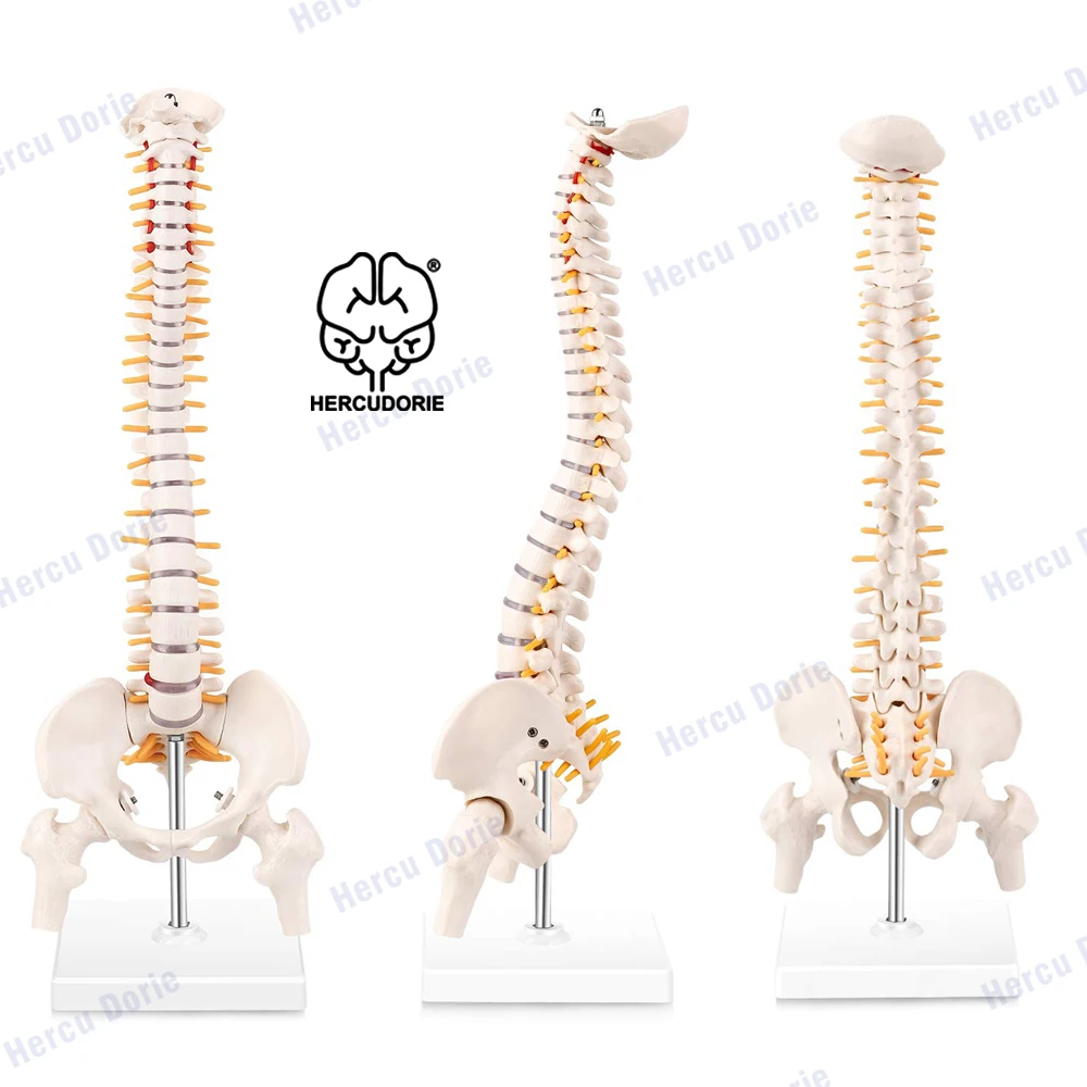 Miniature-Spine-Anatomy-Model-15-5-Mini-Vertebral-Column-Model-with ...