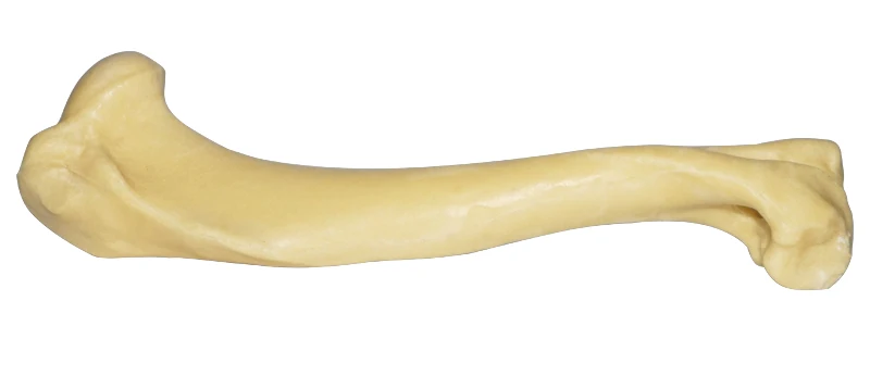 Dog Humerus Anatomy