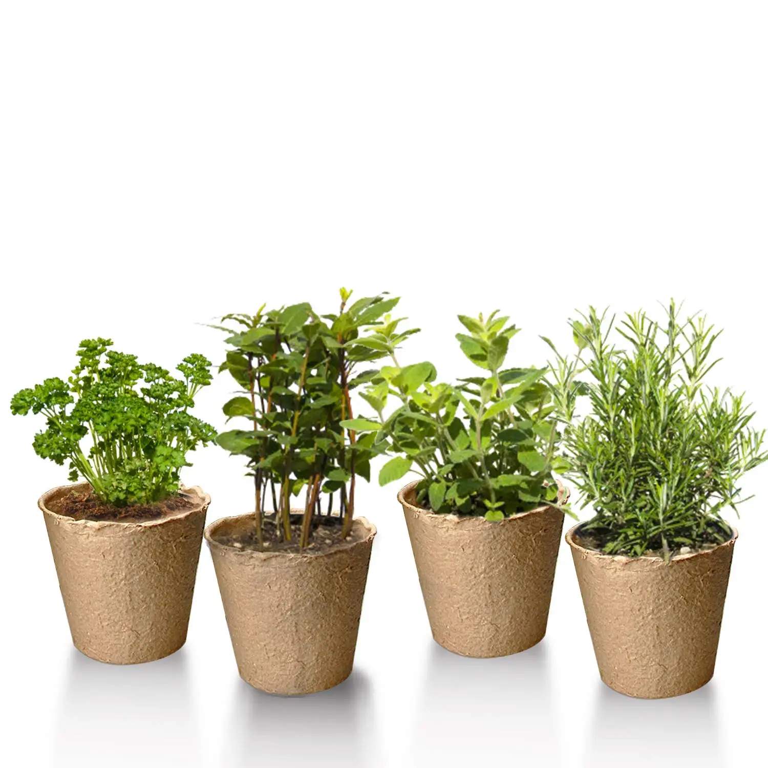 브랜드 이름: Super Bud