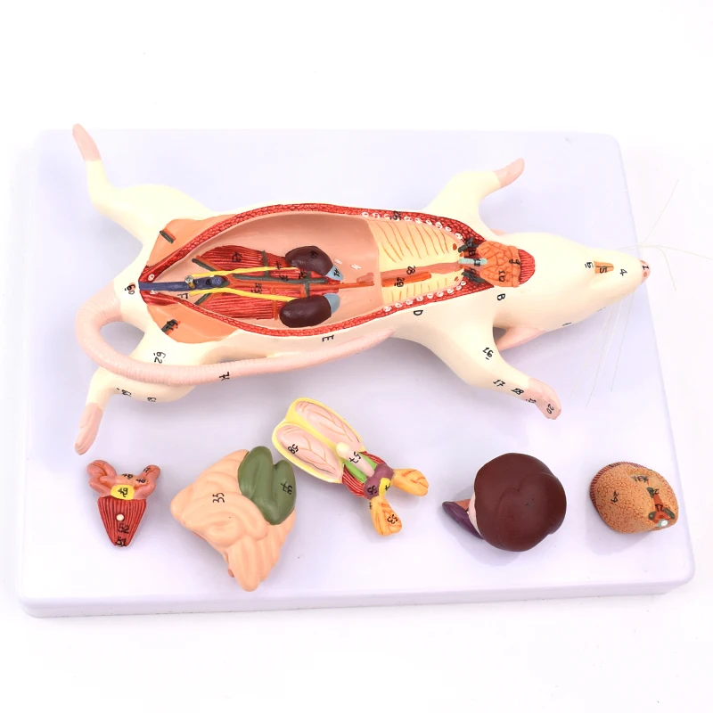 Mouse-organ-anatomical-structure-model-Observe-the-appearance-and ...
