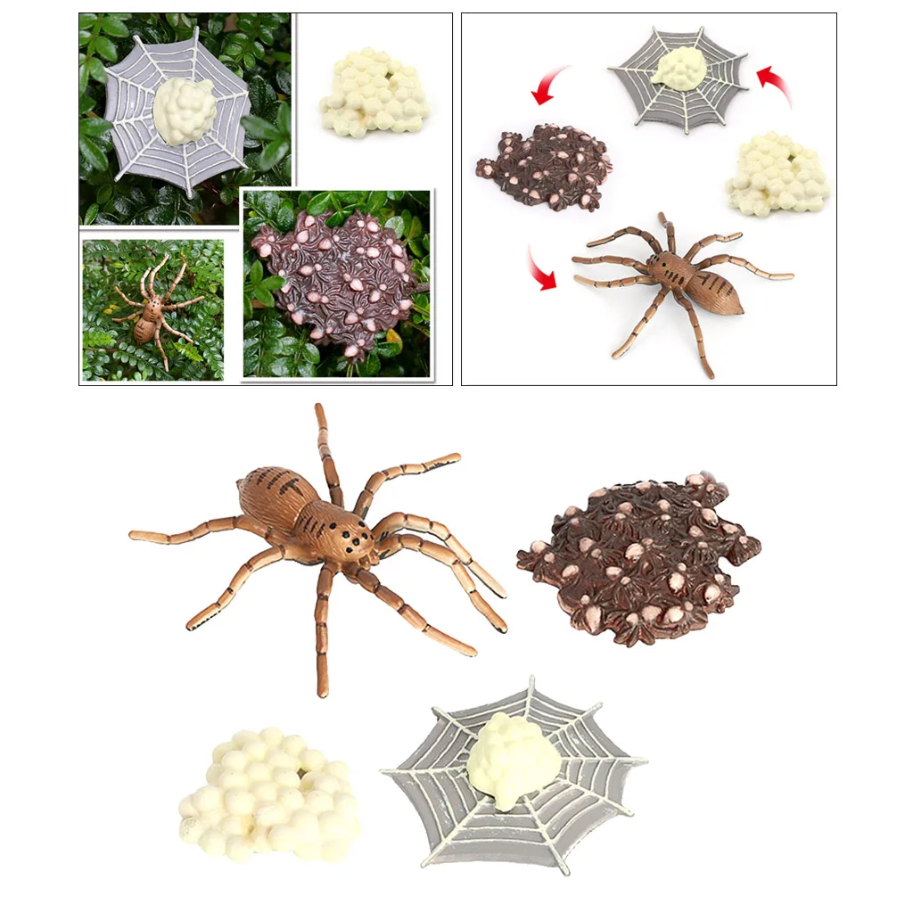 Life Cycle Of A Spider For Kids