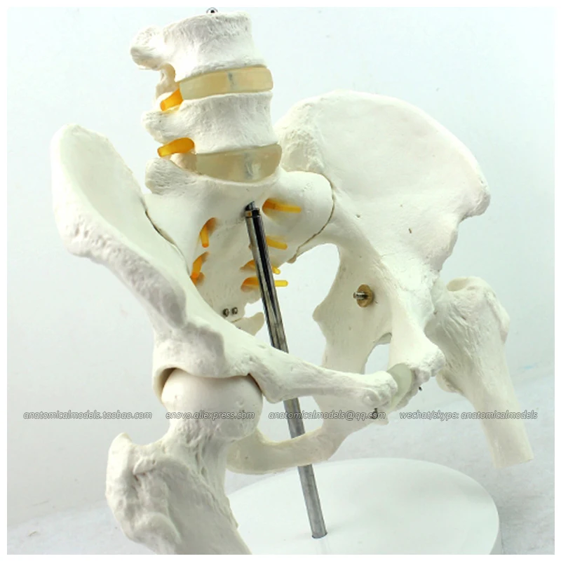 CMAM/12338 Pelvis, Lumbar vertebra, femur head, Plastic Pelvis Medical ...