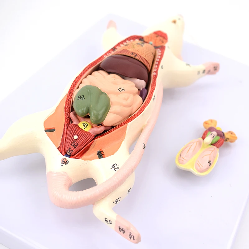 Mouse organ anatomical structure model Observe the appearance and ...