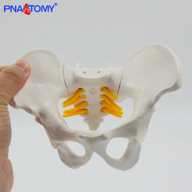 Modelo Anatómico Femenino De Pelvis, Sacro Y Pubis, Kit De