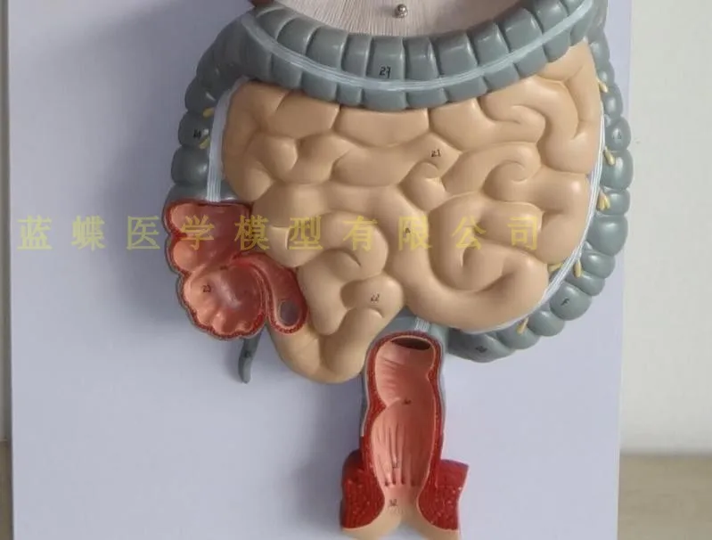 Small Intestine Anatomy Model