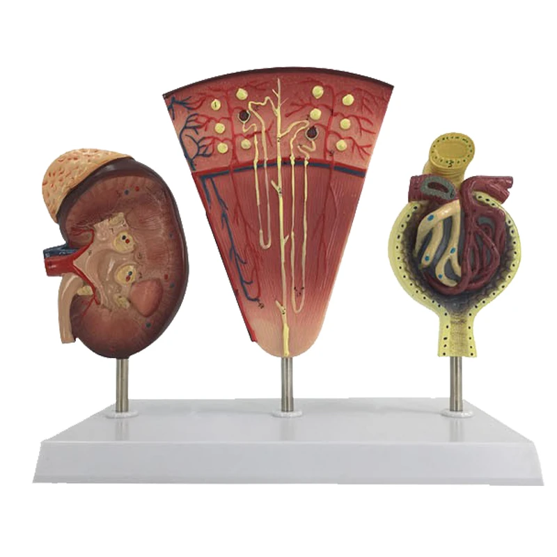 3D Model Kidney Nephron and Glomerulus Model Anatomy Medical kidney ...