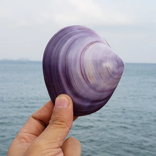 Purple Shell