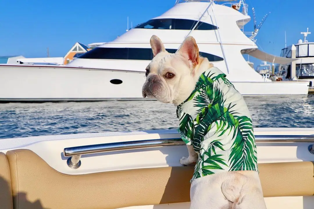 DogMEGA Hawaiian Shirt for Dog | Dog Summer Clothes – DogMega.Com
