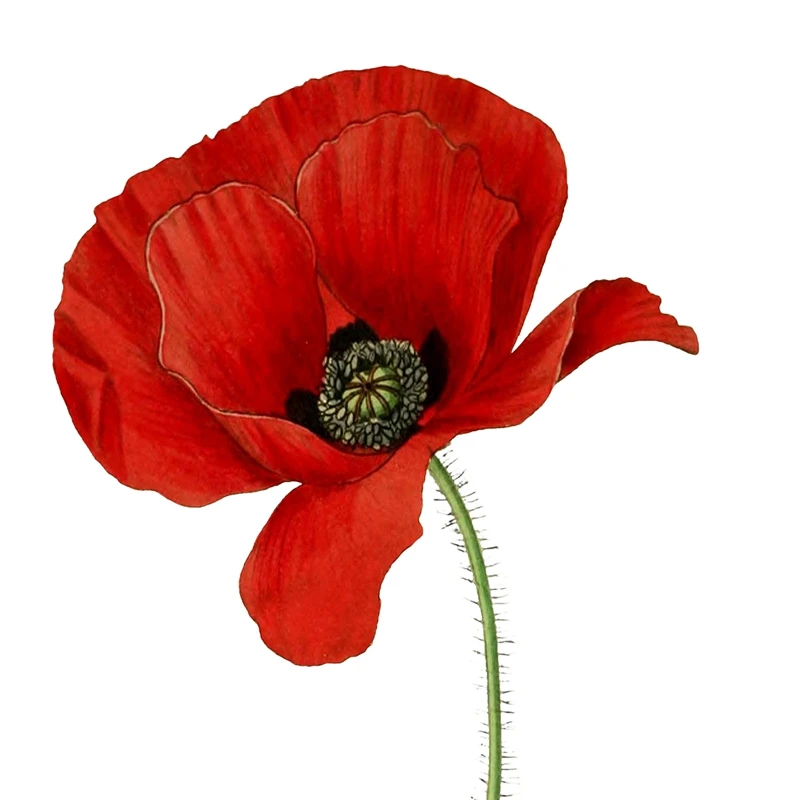 Poppy Botanical Illustration