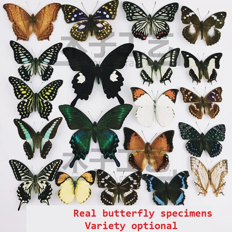 Real Butterfly Specimen Insect Specimen Teaching Specimen Diy Self ...
