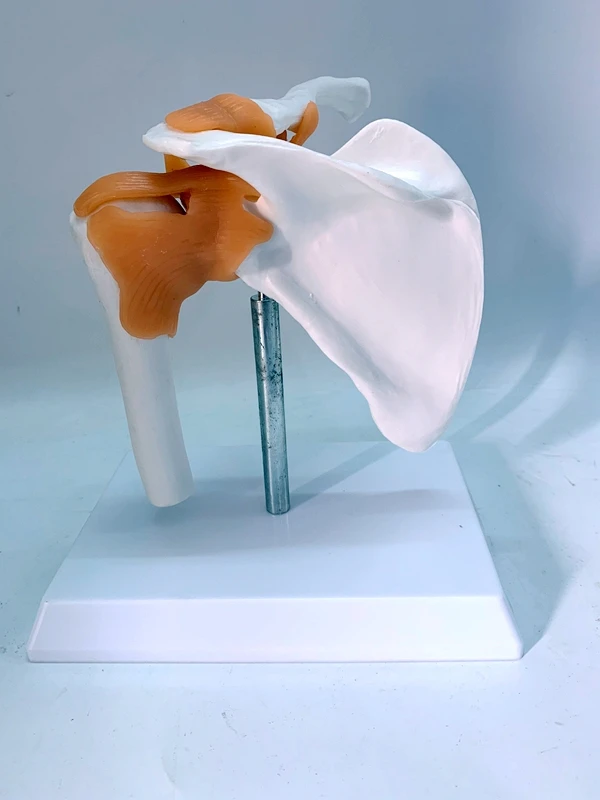 1-1-life-size-human-shoulder-joint-model-shoulder-skeleton-with ...
