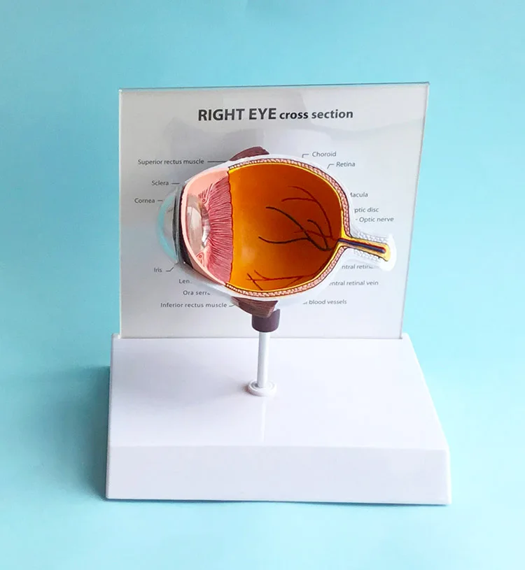 Quality-PVC-Human-Eye-Structure-Hemisphere-Model-Human-Eye-Anatomy ...