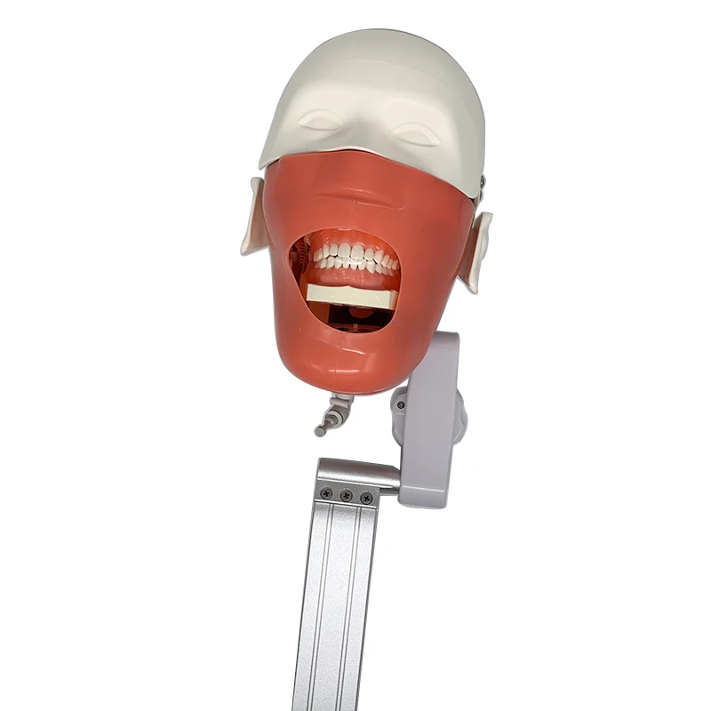 Dental Phantom Head Simulation Dental Training Teeth Head model Install ...