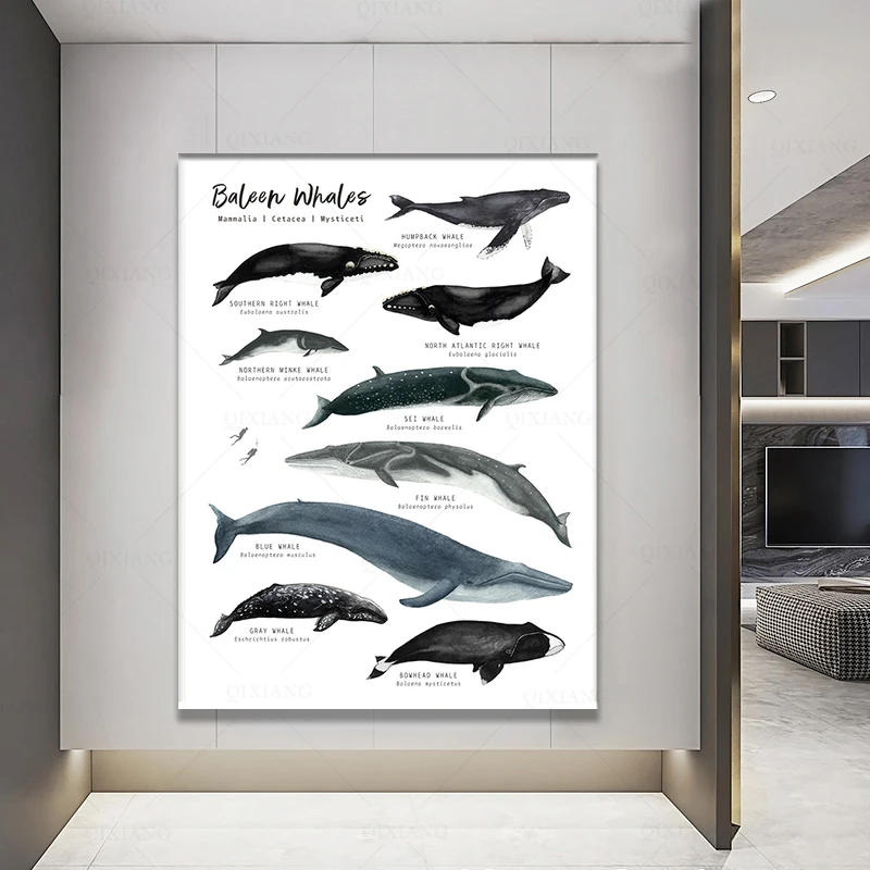 Whale Species Poster