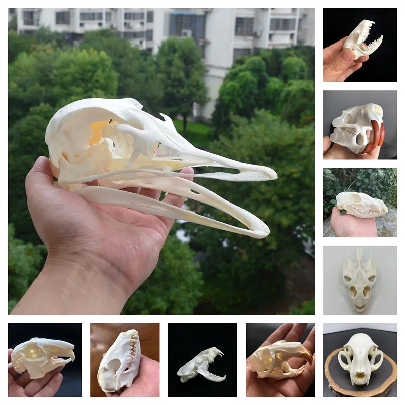 High-quality-Taxidermy-Myocastor-coypus-Coypu-Skull-True-Bone ...